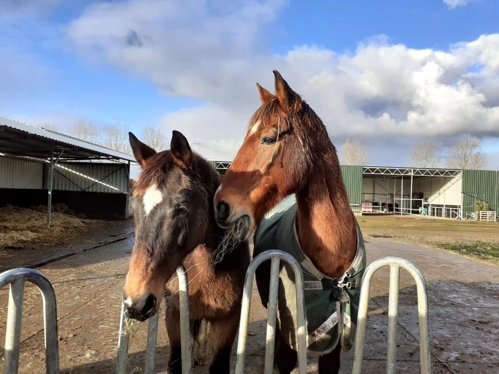 Leukste rusthuis voor je paard